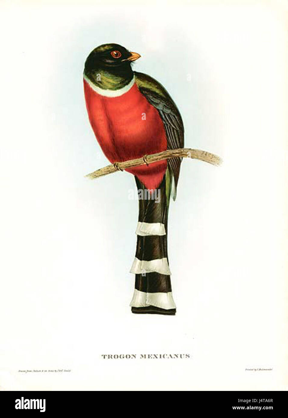 The Trogon mexicanus, as described by John Gould, is a species of bird ...