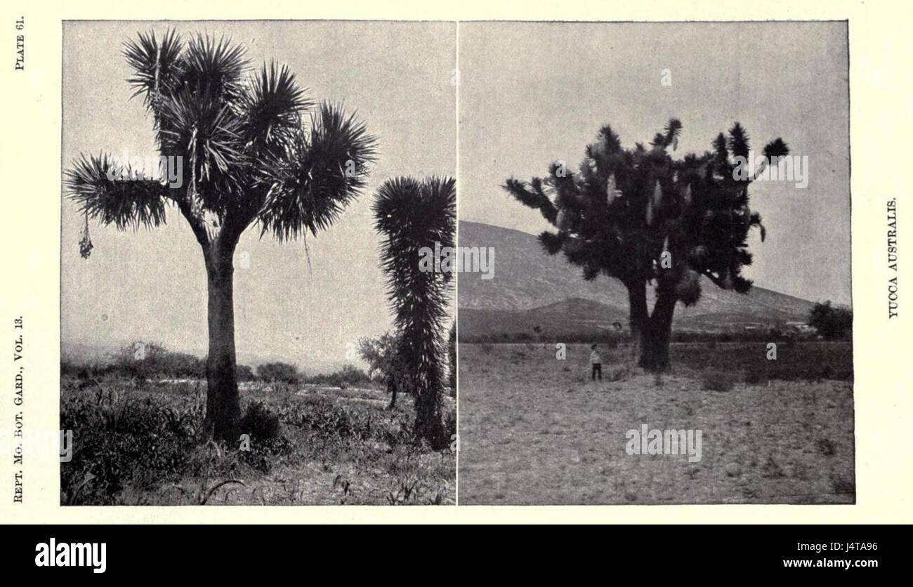 This image features a cropped and rotated photograph of a Yucca plant ...