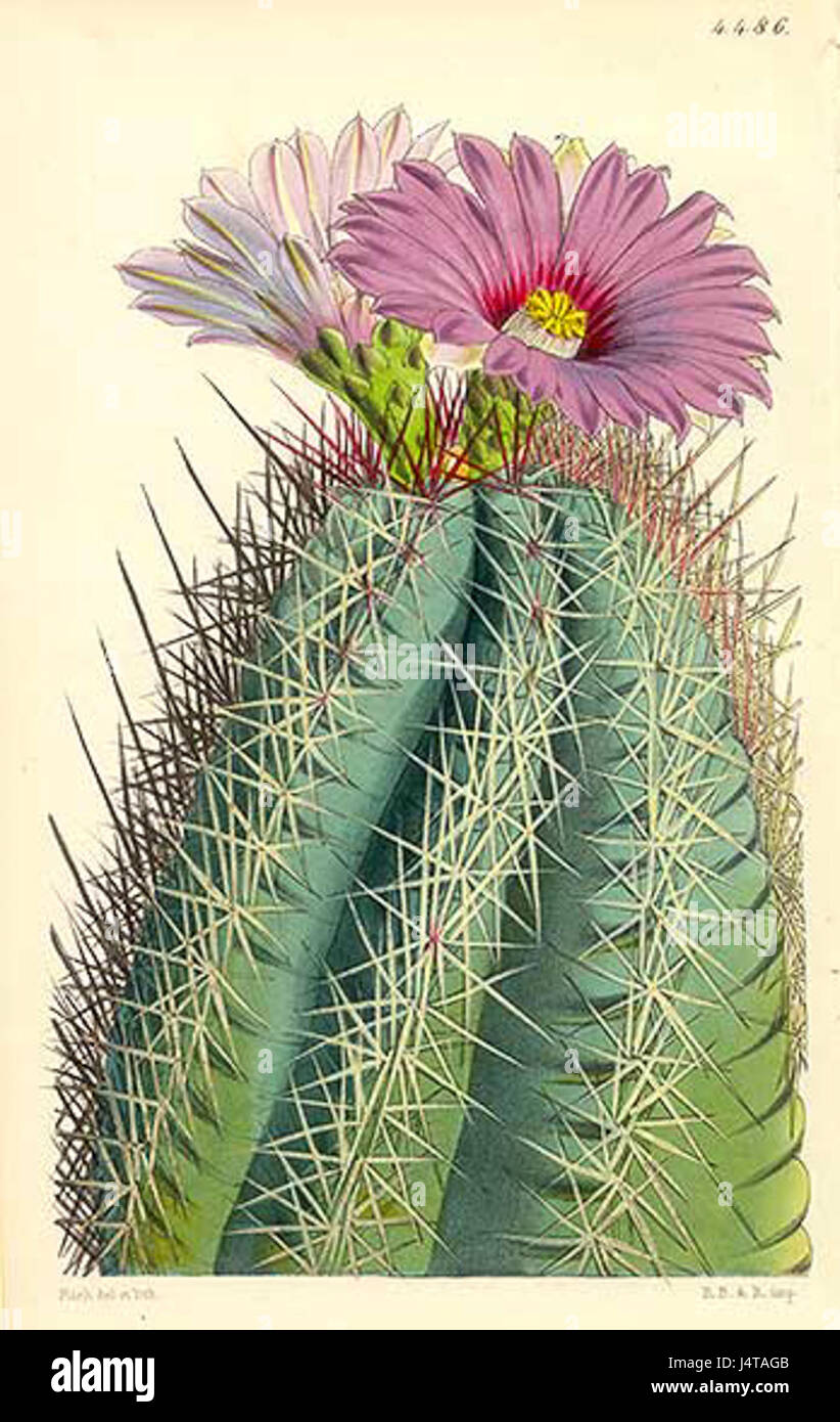 The Botanical Magazine is a prominent scientific journal known for its ...