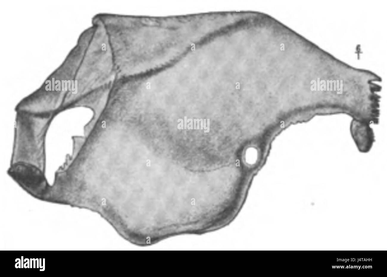 Paleontological work studies fossil Cut Out Stock Images & Pictures - Alamy