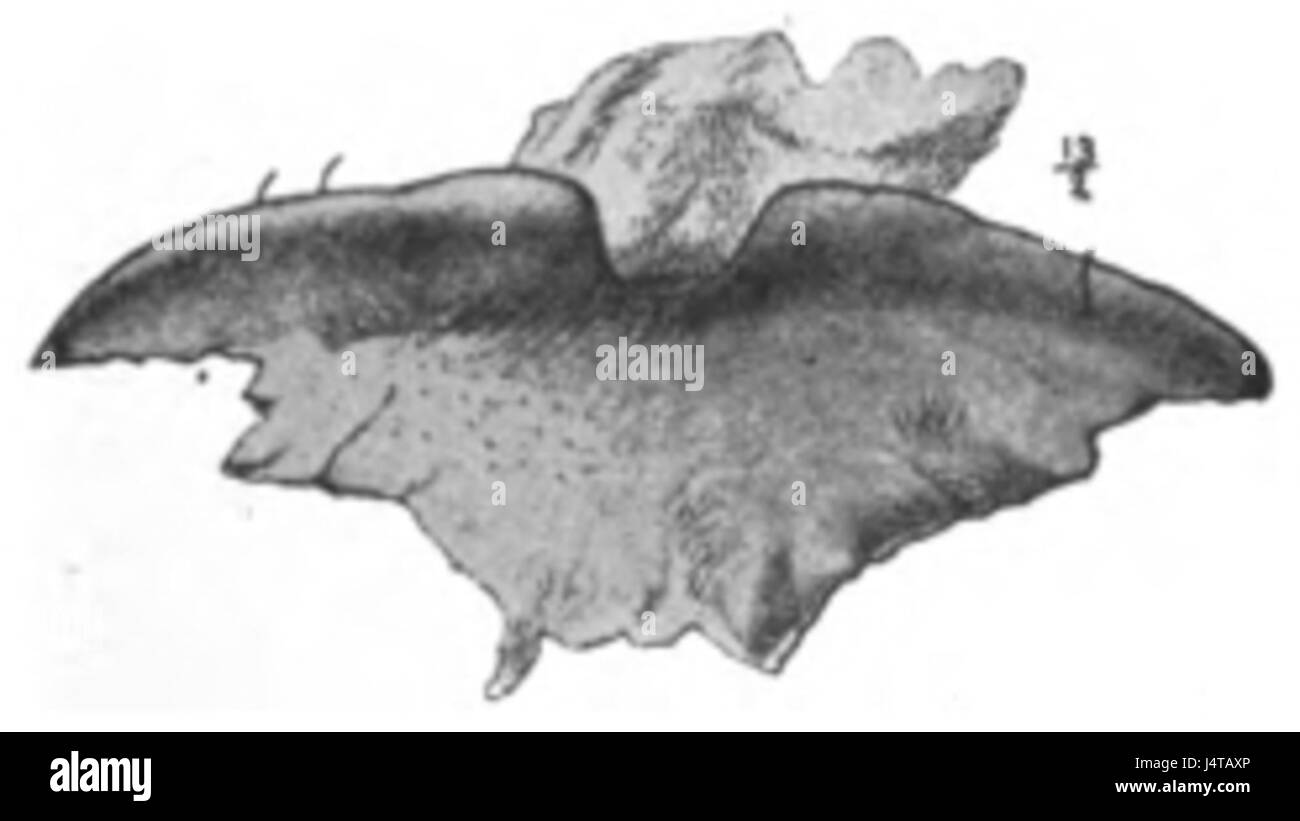 Illustration from art forms Cut Out Stock Images & Pictures - Alamy