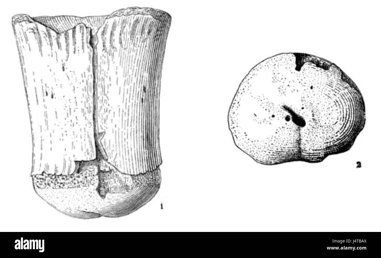 Fossil vertebra hi-res stock photography and images - Alamy