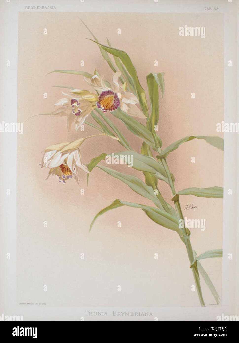 Thunia brymeriana is an orchid species native to Southeast Asia, known ...