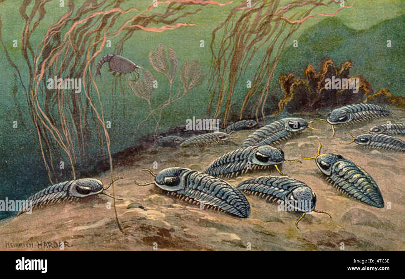 Trilobite Drawing High Resolution Stock Photography and Images - Alamy