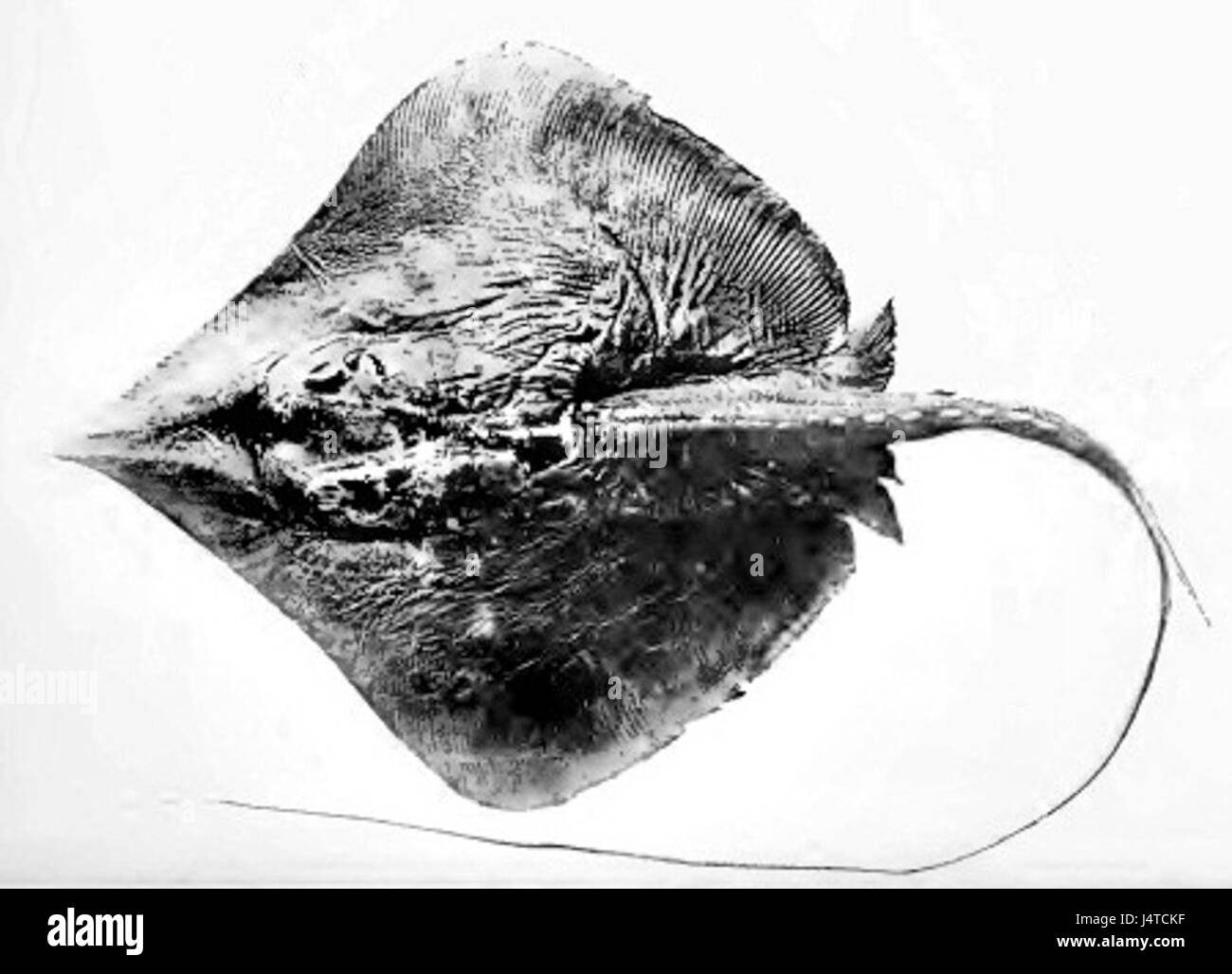 Japanese ichthyology hi-res stock photography and images - Alamy