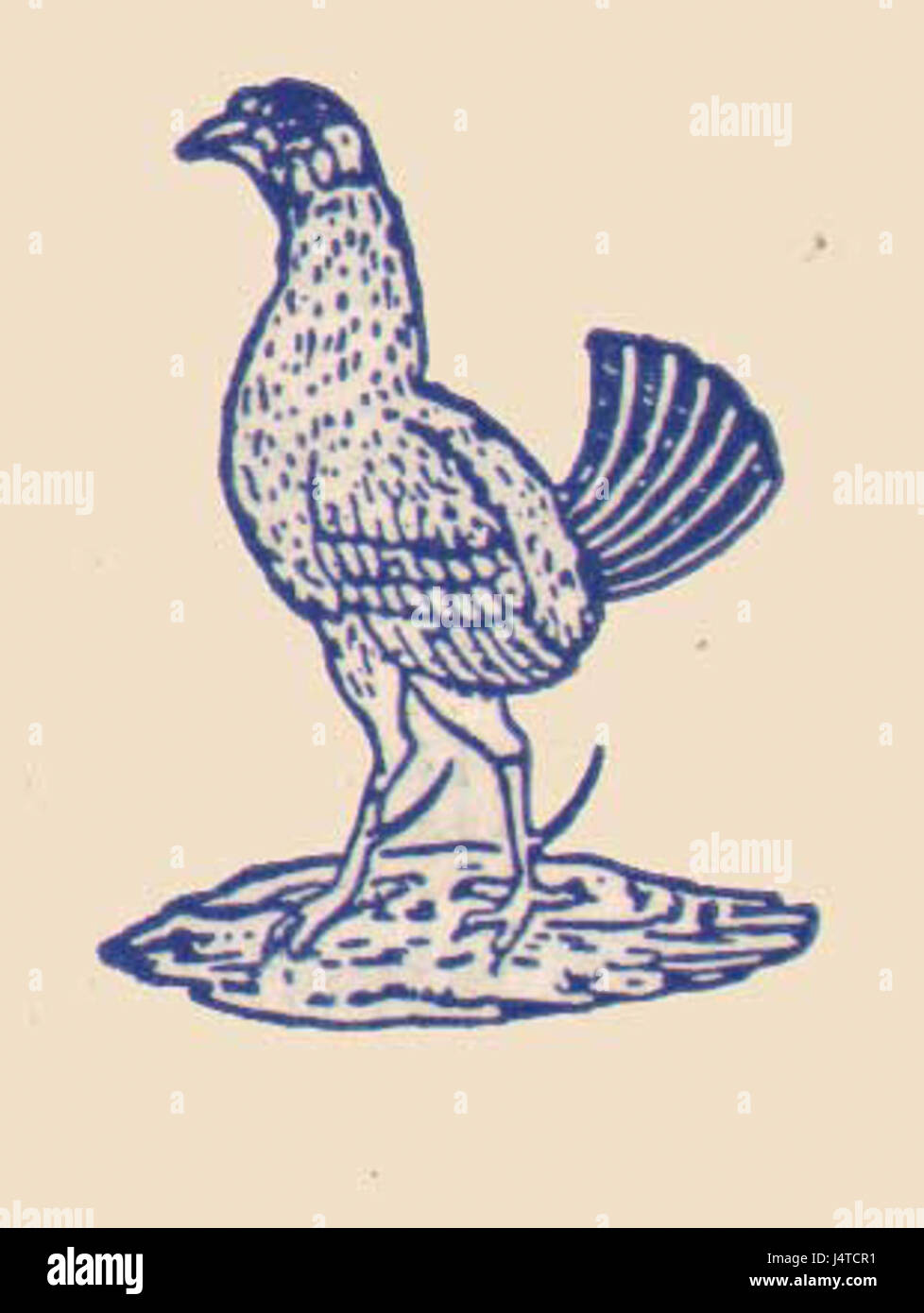 Tuppens hi-res stock photography and images - Alamy