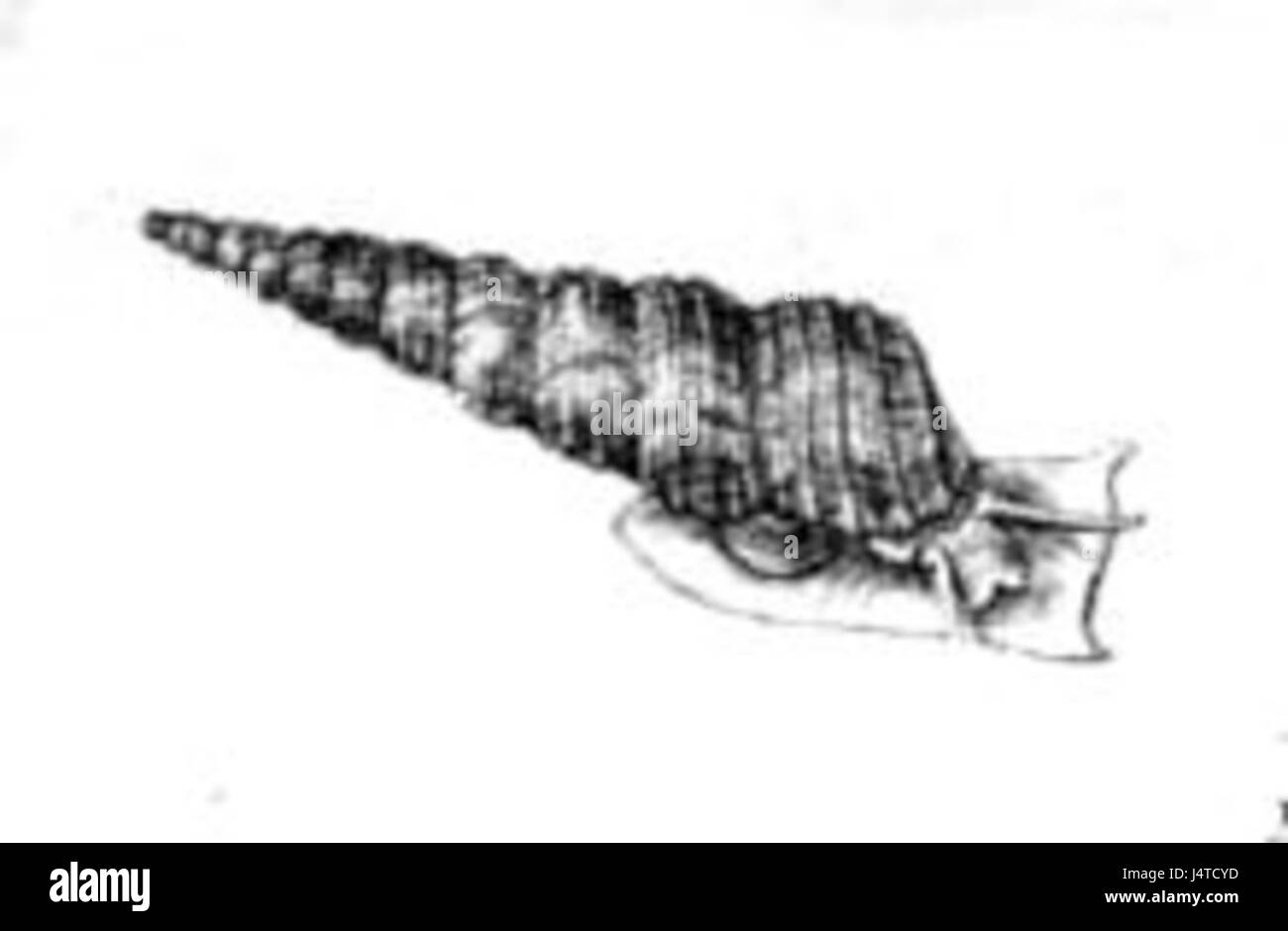 Turritella Black and White Stock Photos & Images - Alamy