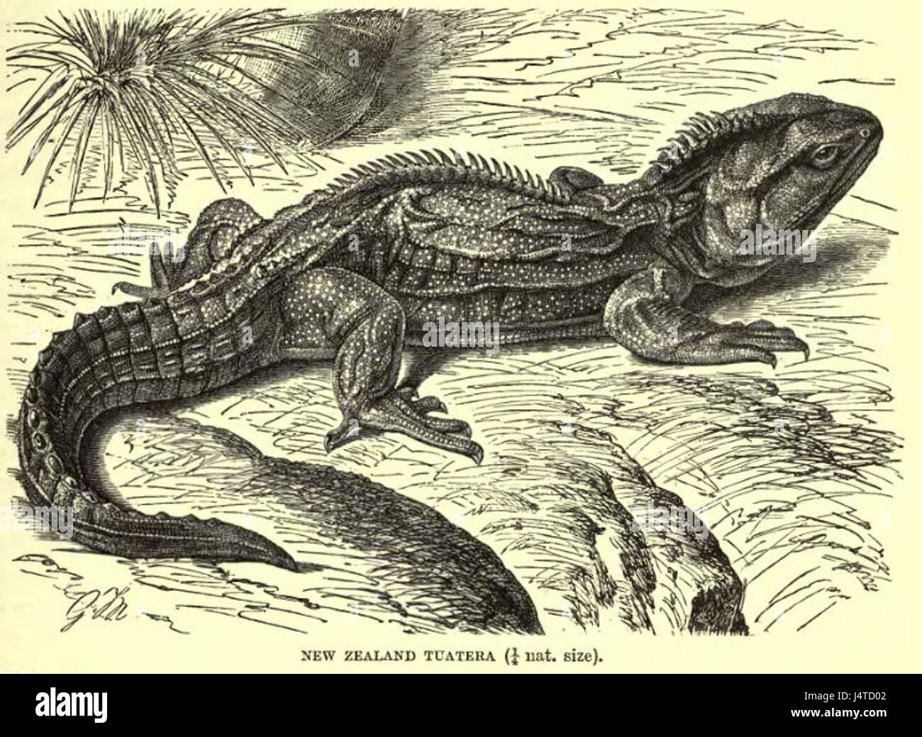 TuataraLyd is a term associated with the Tuatara, a species of reptile ...