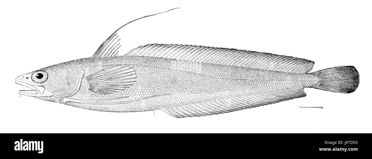 Urophycis hi-res stock photography and images - Alamy