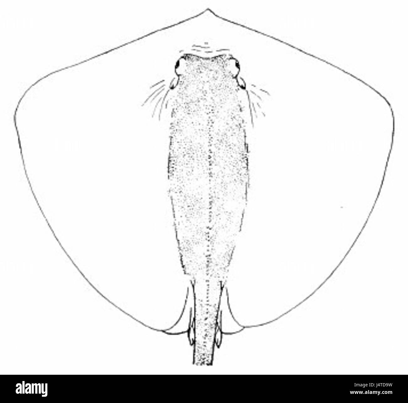 Trygon Cut Out Stock Images & Pictures - Alamy