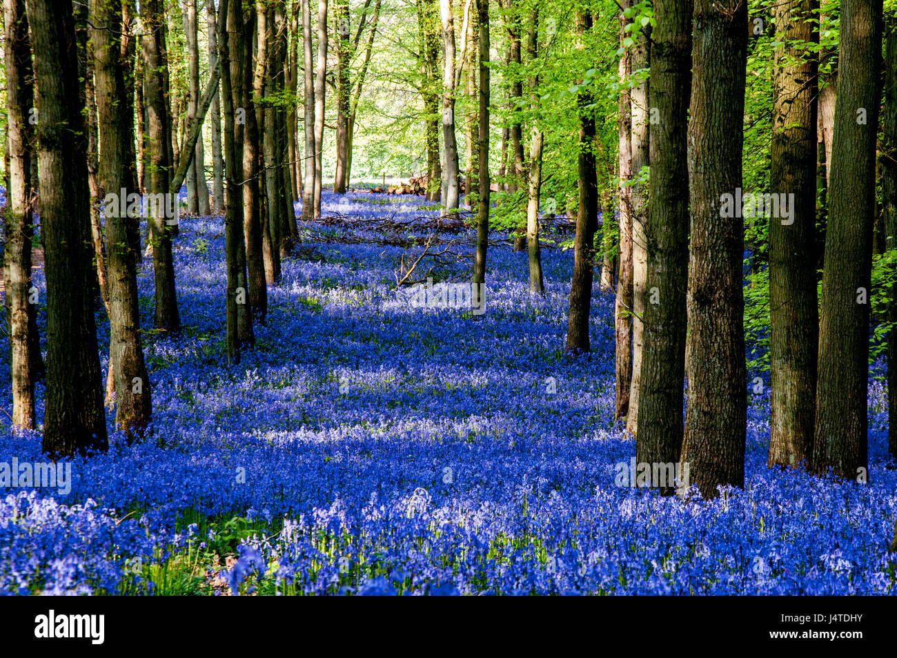 Spring Bluebells in beech woodland, Ashridge Estate England, UK, United ...