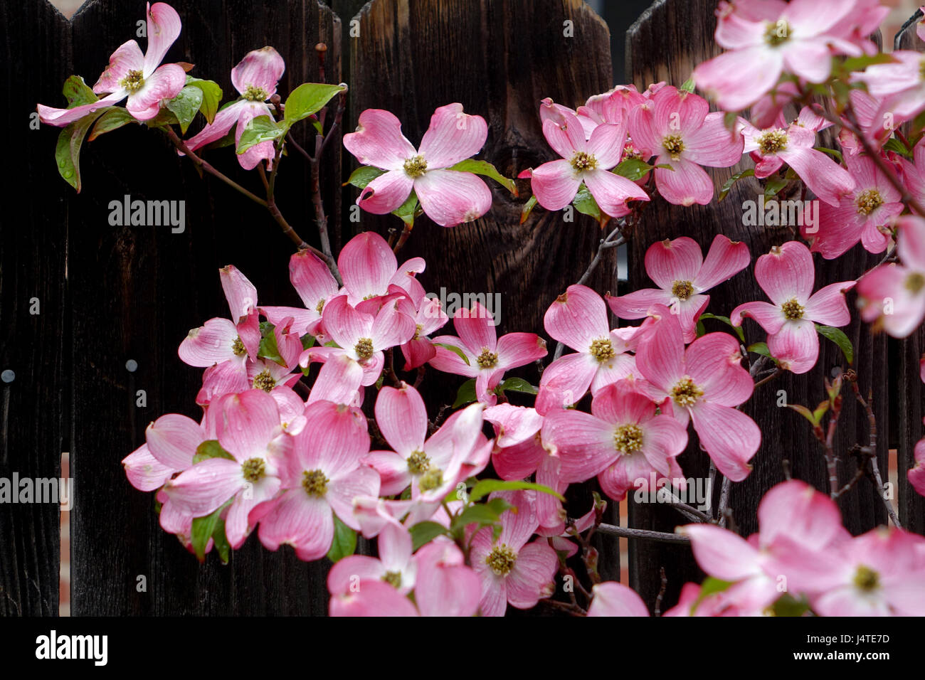 Dogwood tree in bloom hi-res stock photography and images - Alamy