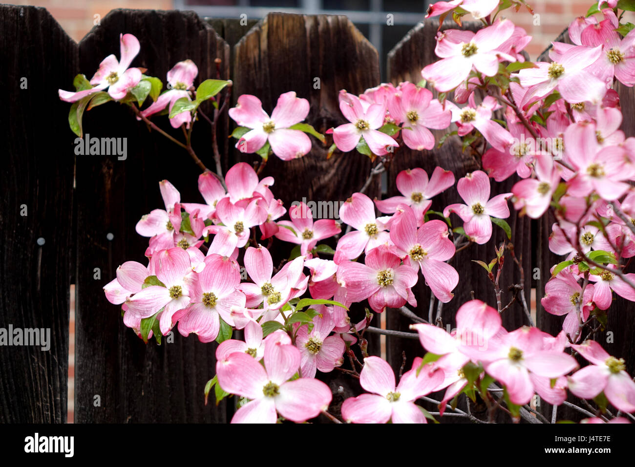 Dogwood tree in bloom hi-res stock photography and images - Alamy