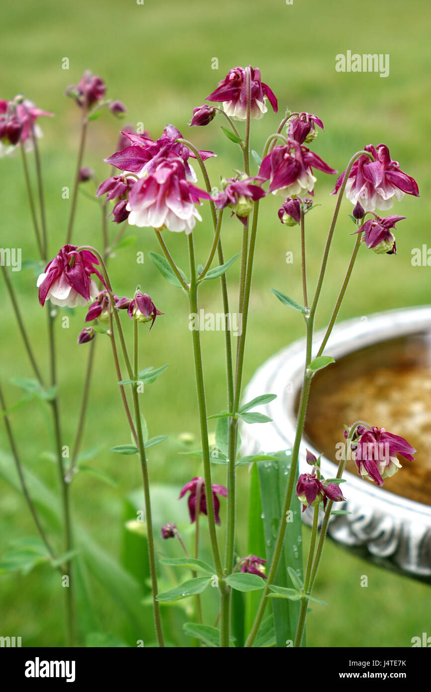 Pretty columbine hi-res stock photography and images - Alamy