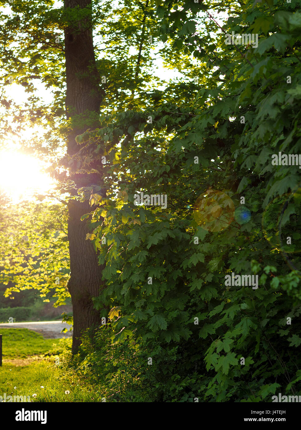 Natural tree or forest background with sundown Stock Photo - Alamy