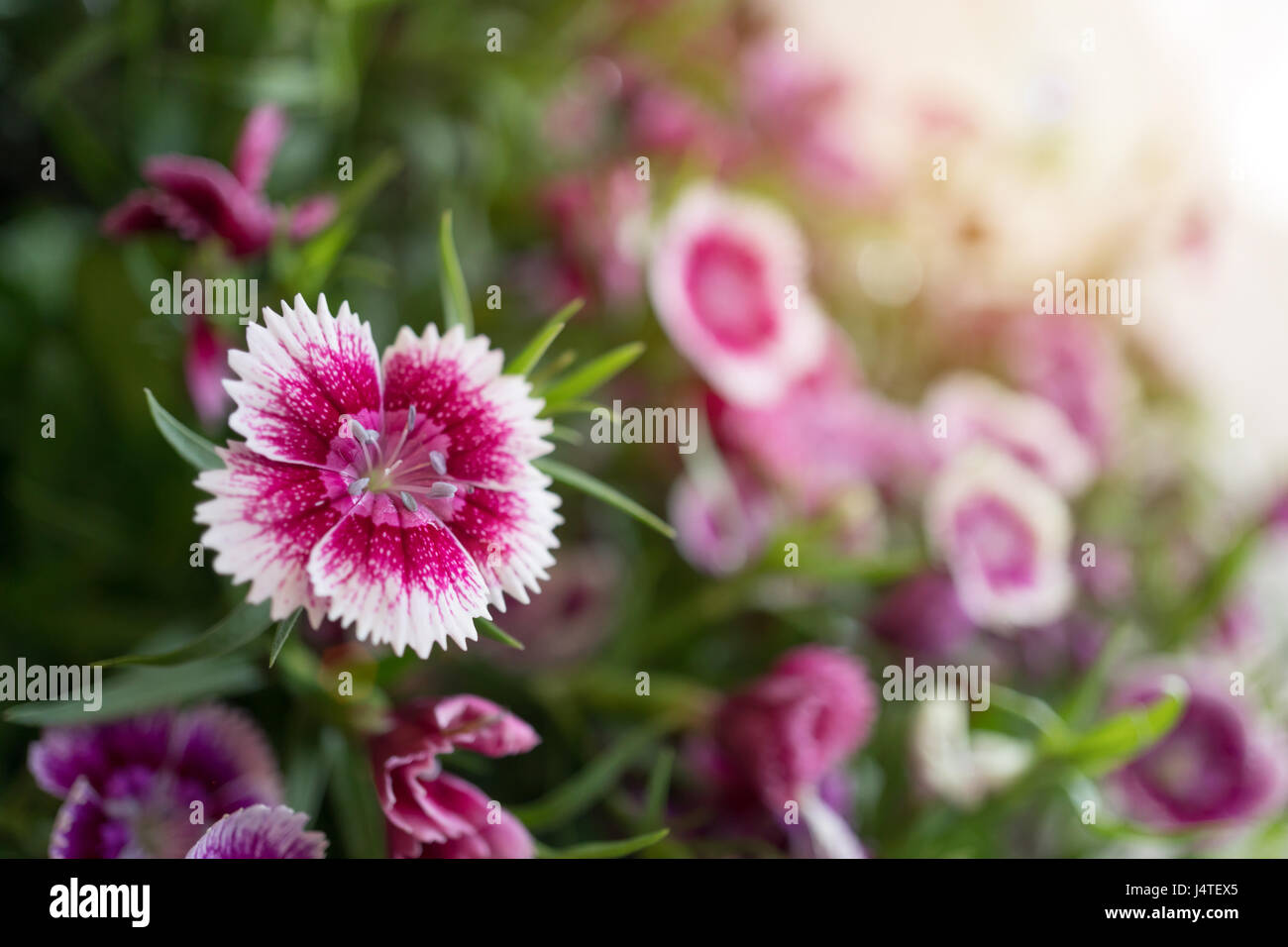 Dianthus indian hi-res stock photography and images - Alamy