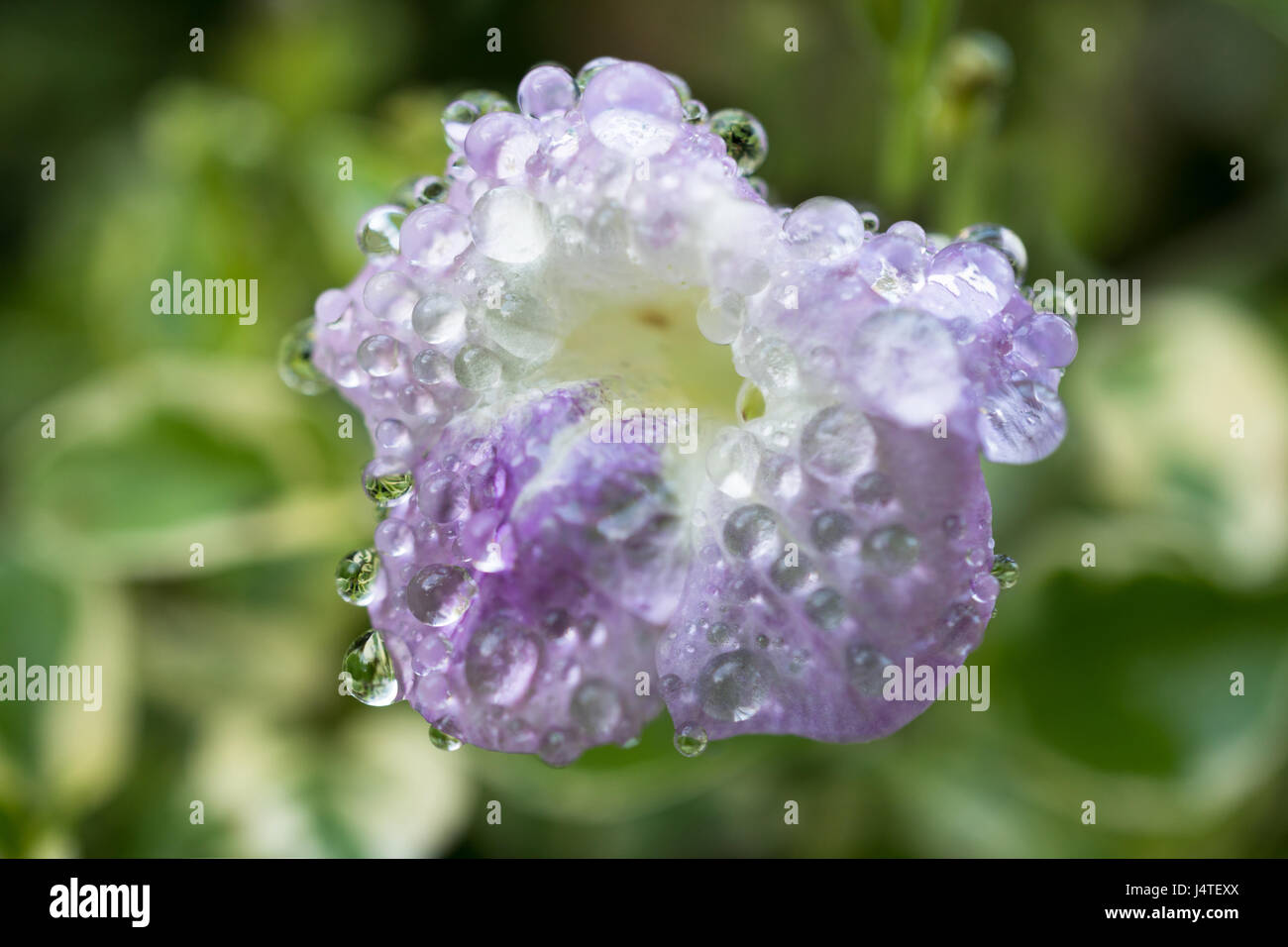 Creeping Water Primrose High Resolution Stock Photography and Images ...