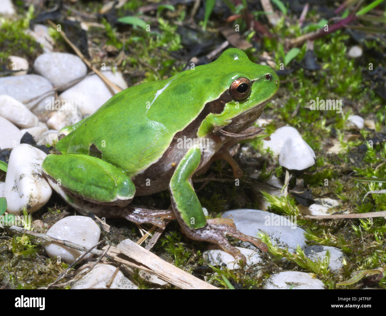 Italian tree frog (Hyla intermedia) wandering on the underbrush or ...