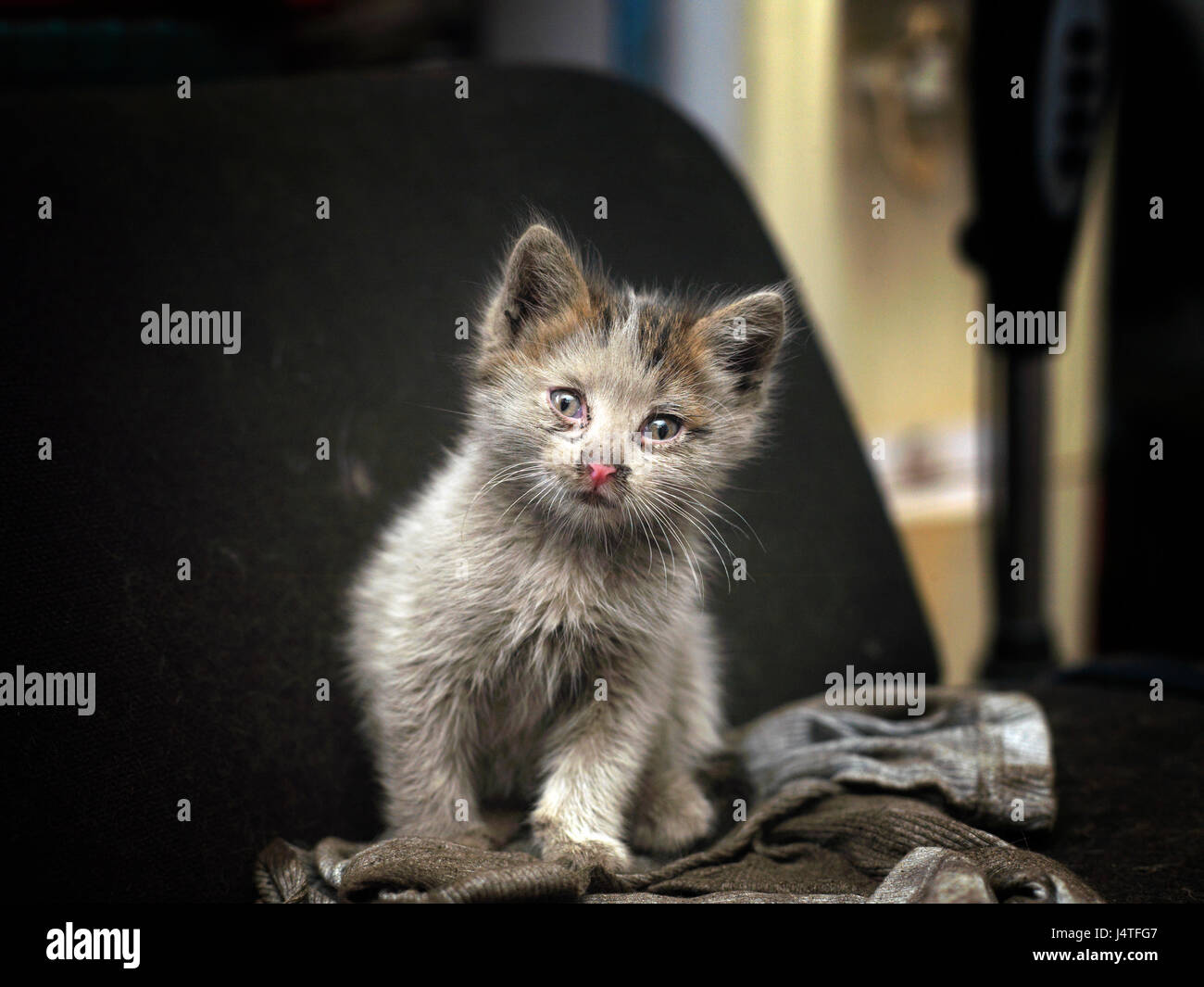 Dirty kitten looking unwell, sitting on a chair. Indoor shot Stock ...