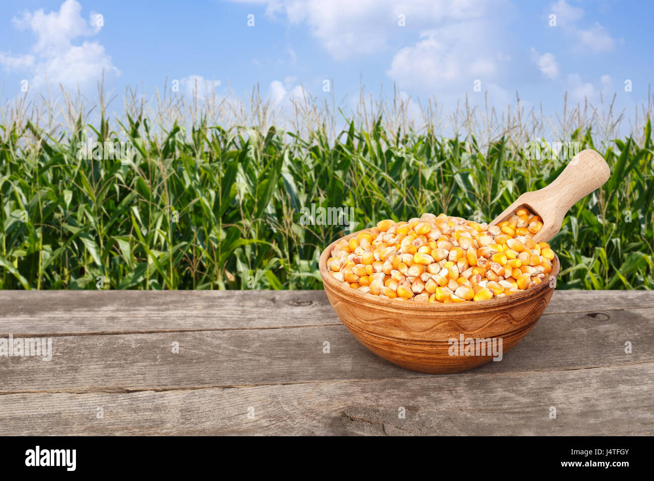 uncooked corn seeds in bowl with scoop on wooden table with green field ...