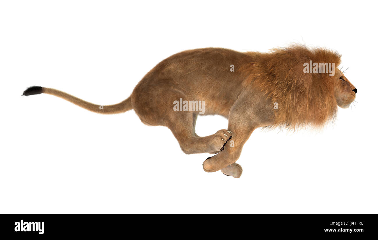 Male Lion Jumping