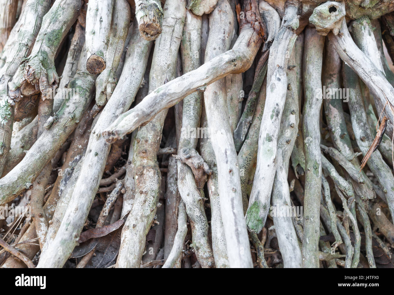 Closeup to Many Old Roots of Tree Background Stock Photo - Alamy