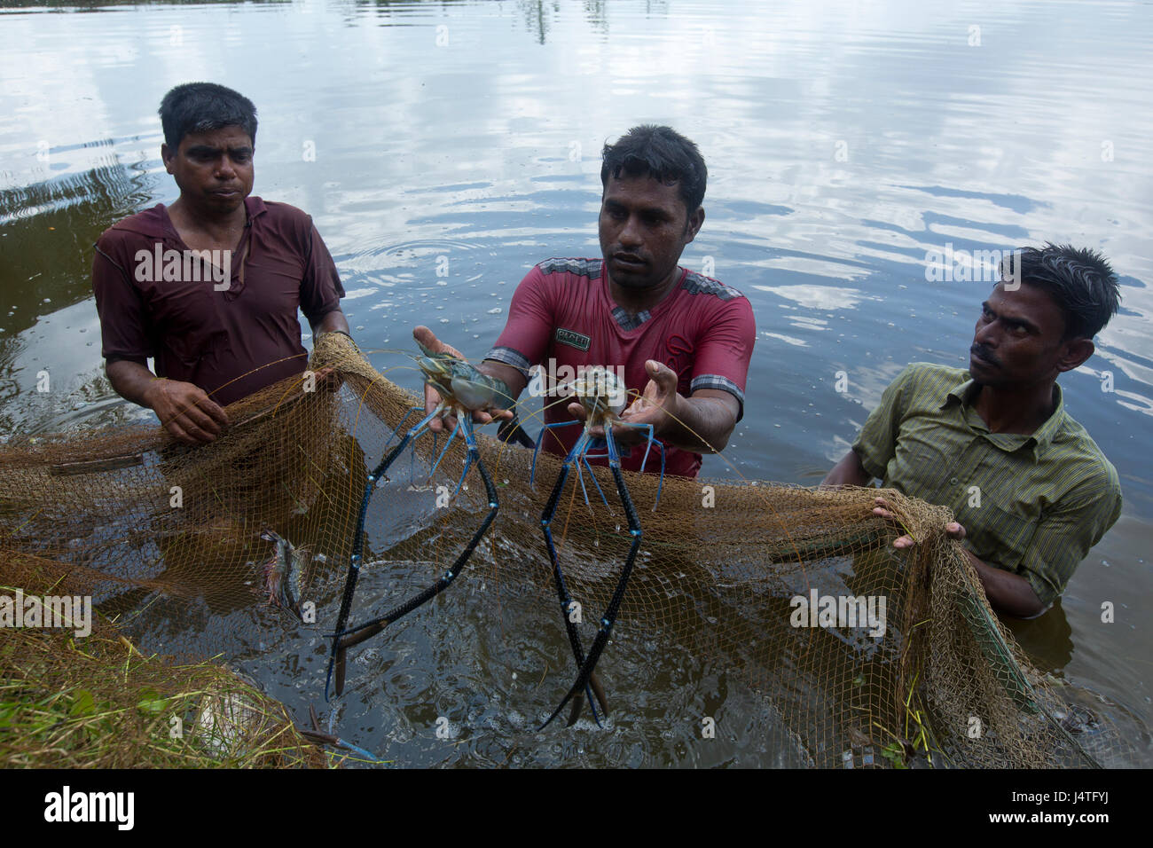 Golda shrimp hi-res stock photography and images - Alamy
