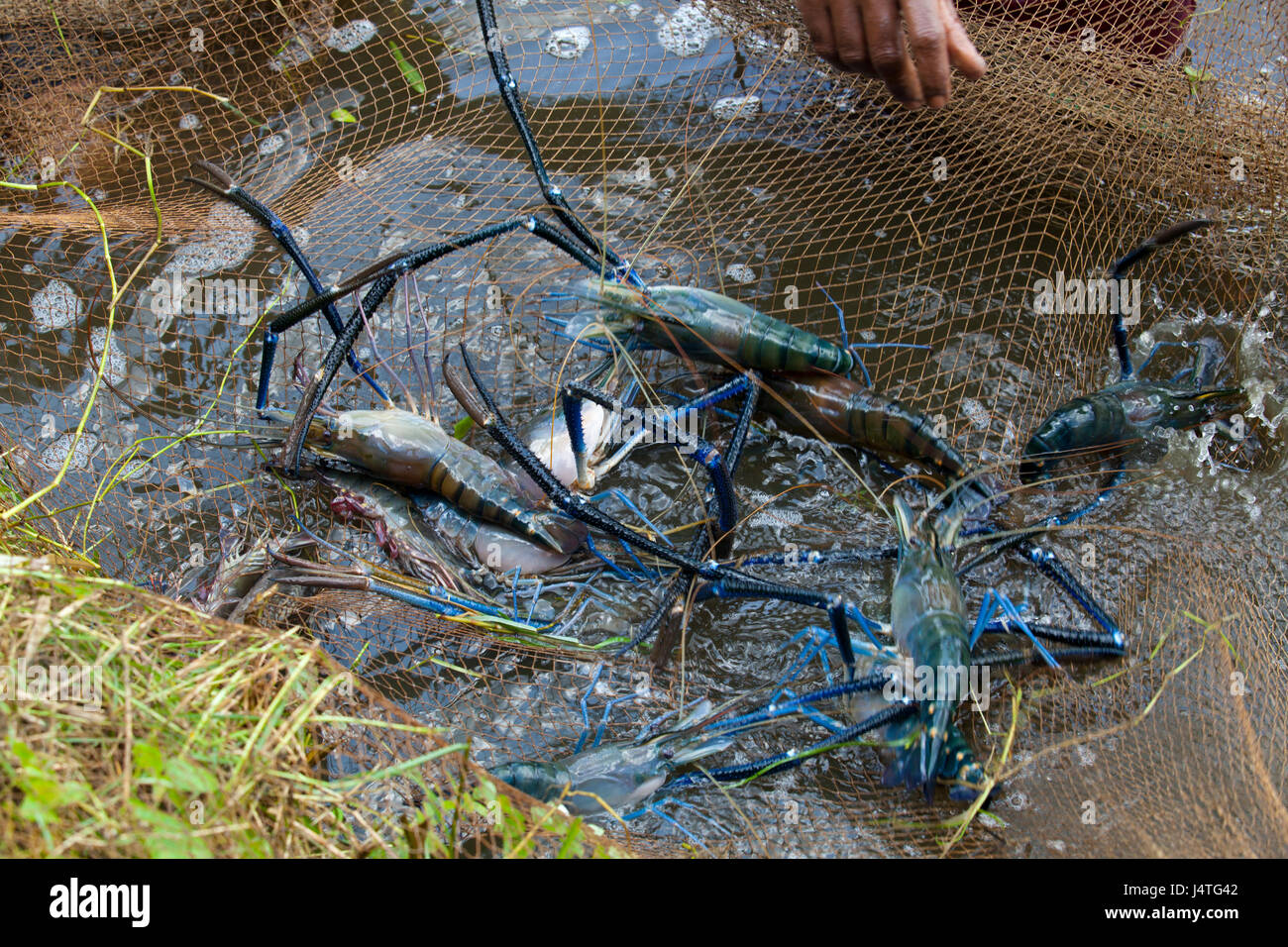 Golda shrimp hi-res stock photography and images - Alamy