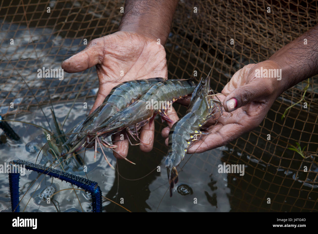 Golda shrimp hi-res stock photography and images - Alamy