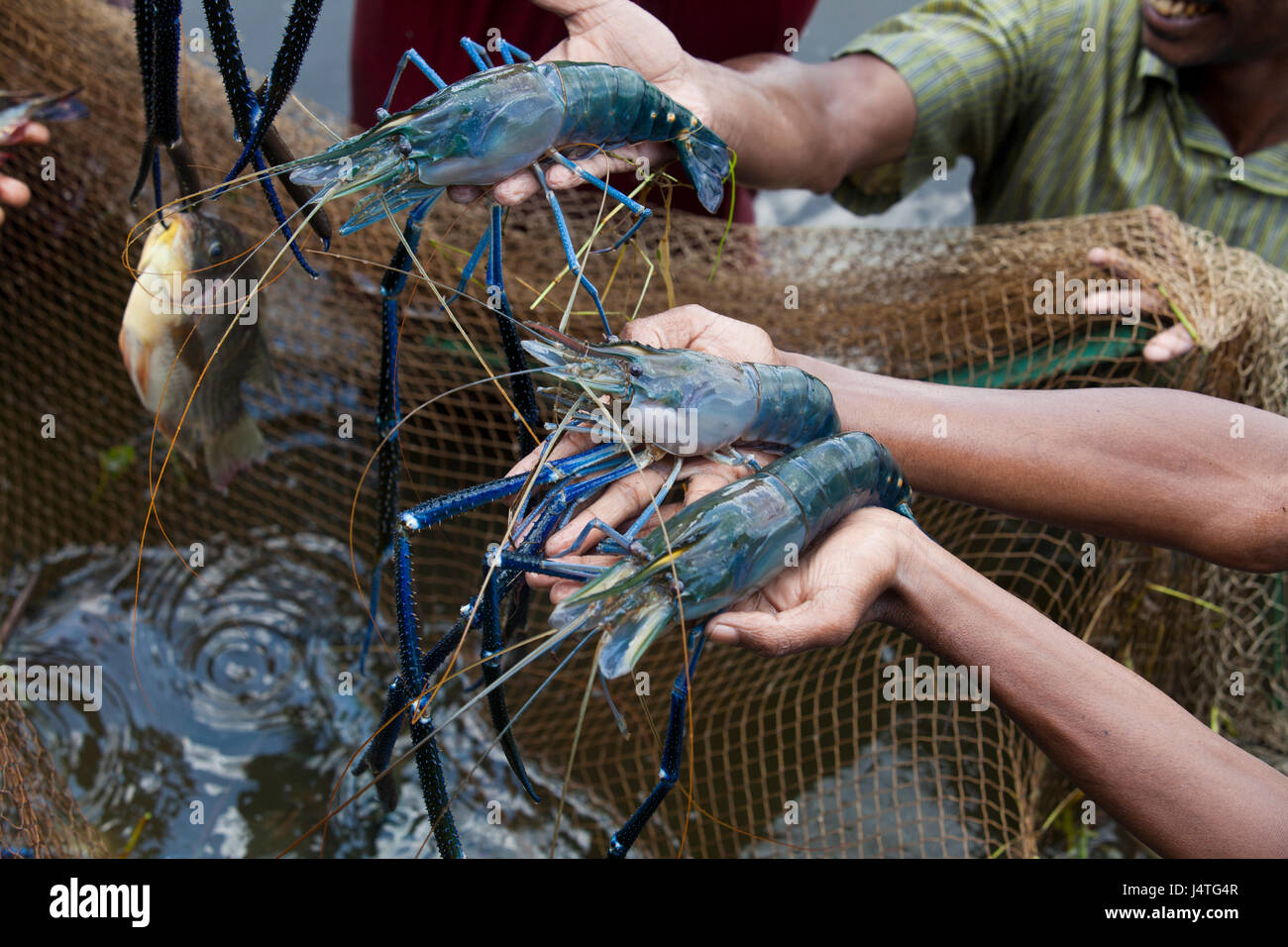 Shrimp Hatchery High Resolution Stock Photography and Images - Alamy
