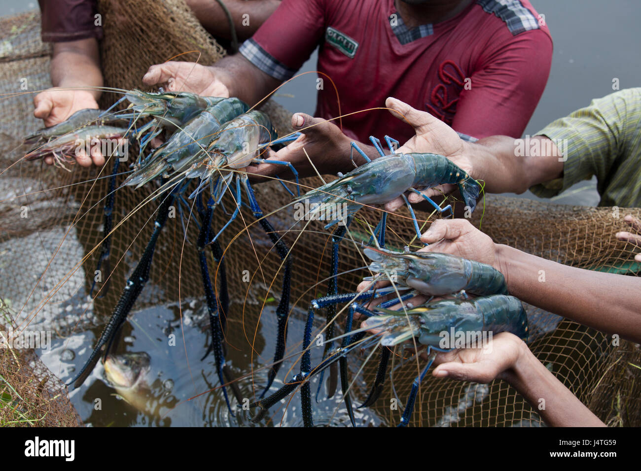 Golda shrimp hi-res stock photography and images - Alamy