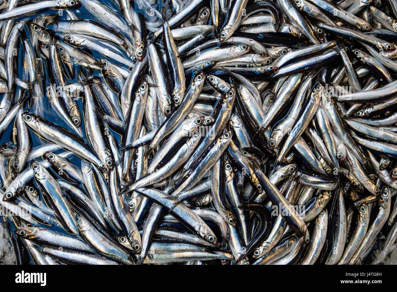 Small sardines fish background on the market Stock Photo - Alamy