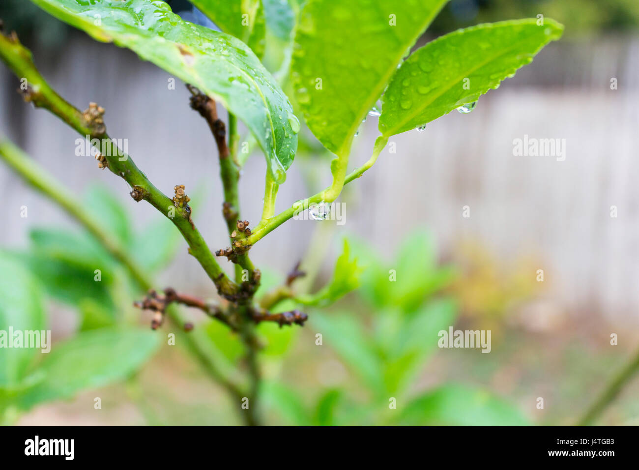 New growth of a lime tree, after a nice rain drenching Stock Photo - Alamy