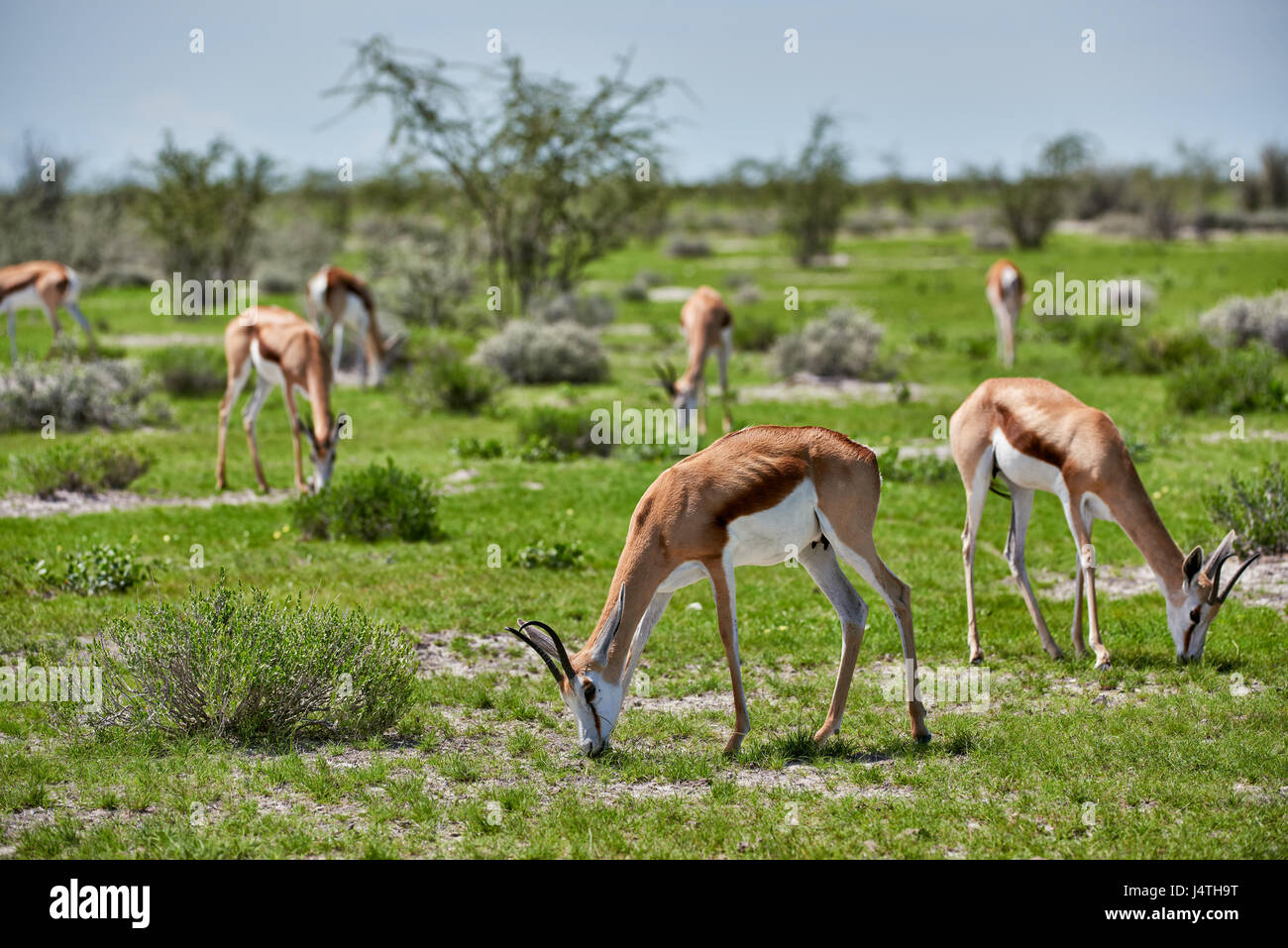 Springbok wildlife safari travel hi-res stock photography and images ...