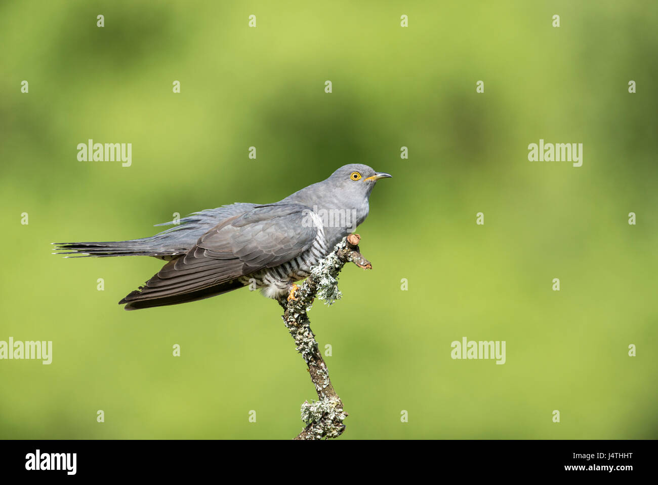 Common cuckoo (Cuculus canorus Stock Photo - Alamy