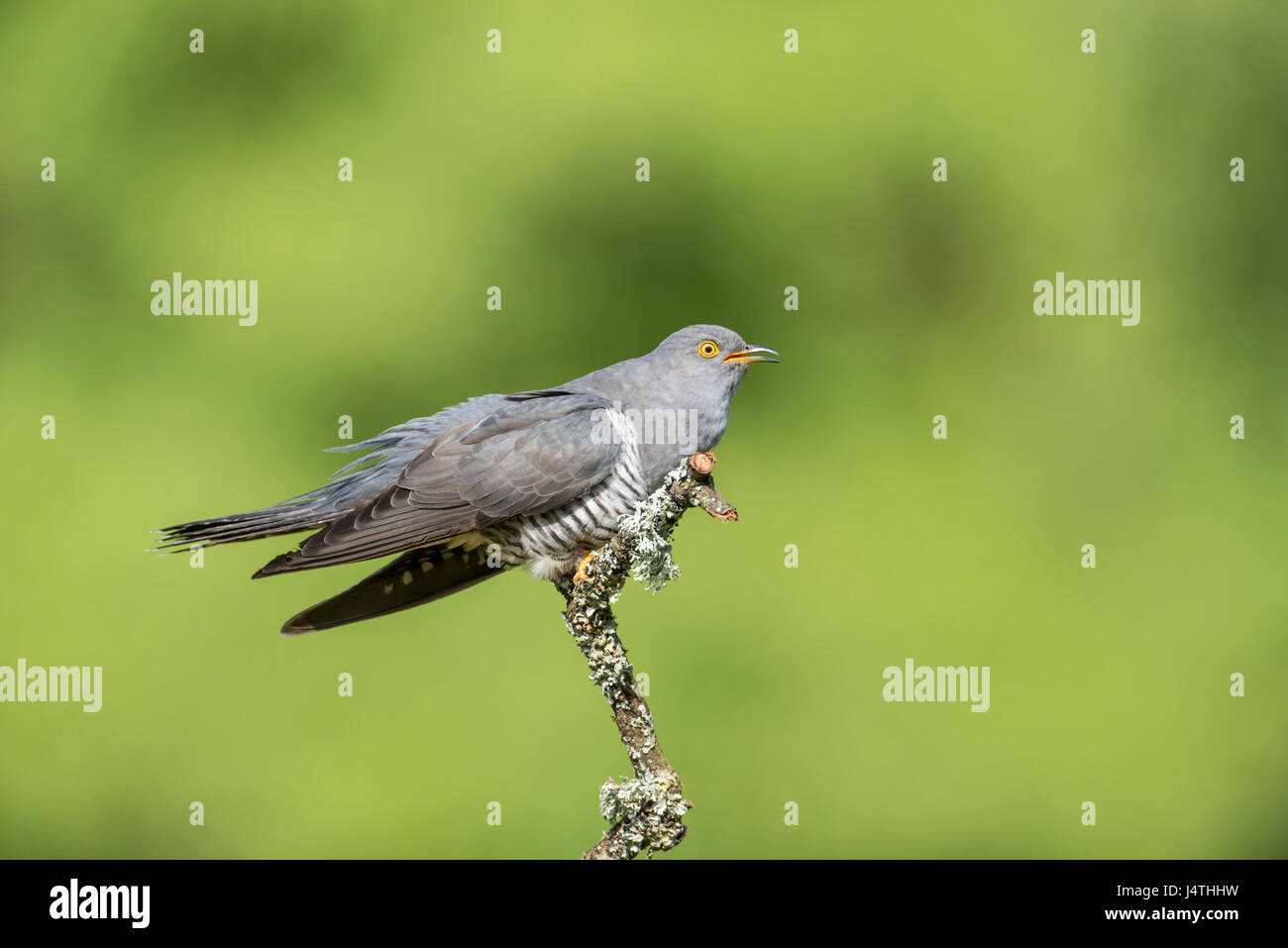 Common cuckoo (Cuculus canorus Stock Photo - Alamy