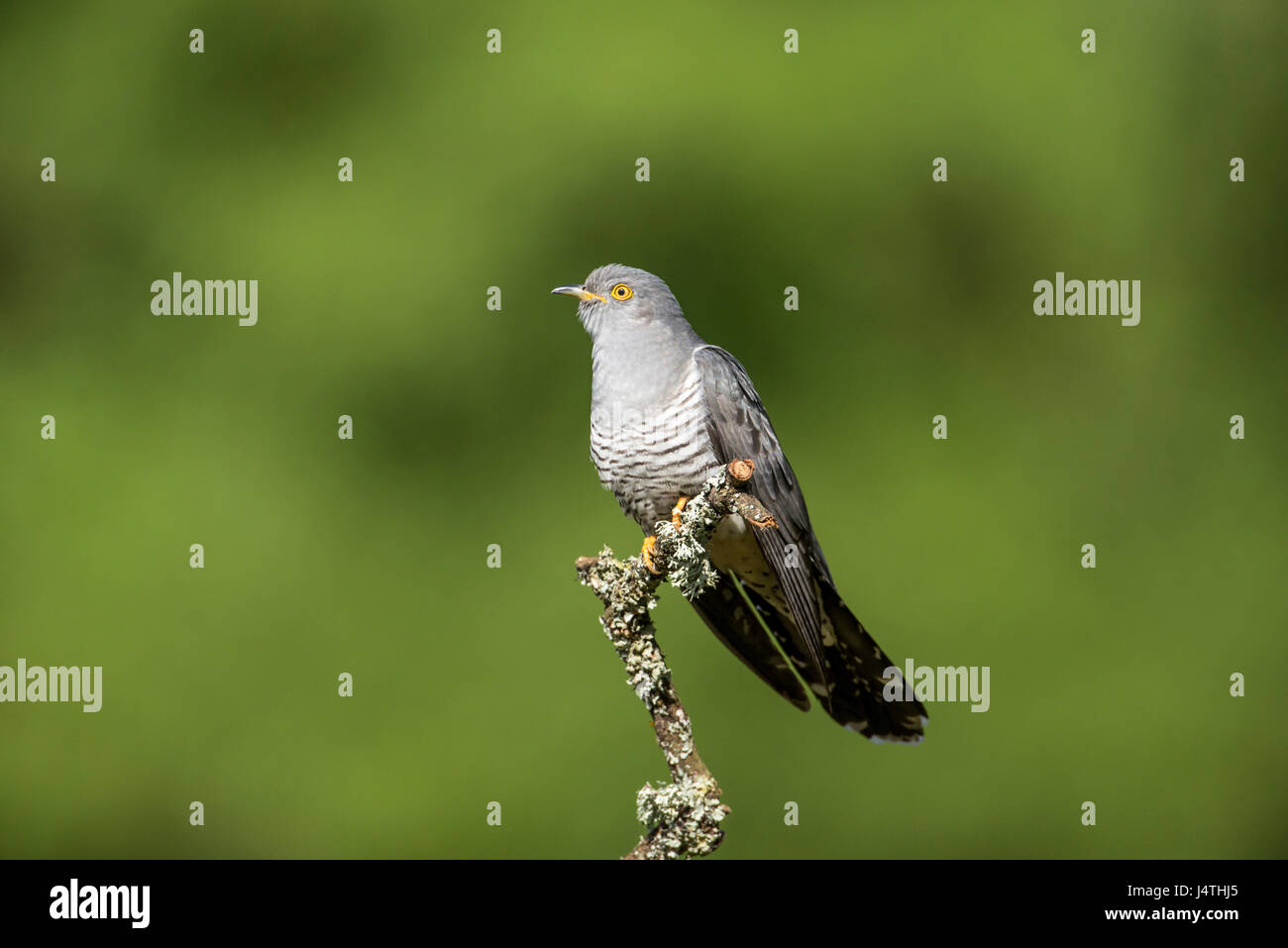 Common cuckoo (Cuculus canorus Stock Photo - Alamy