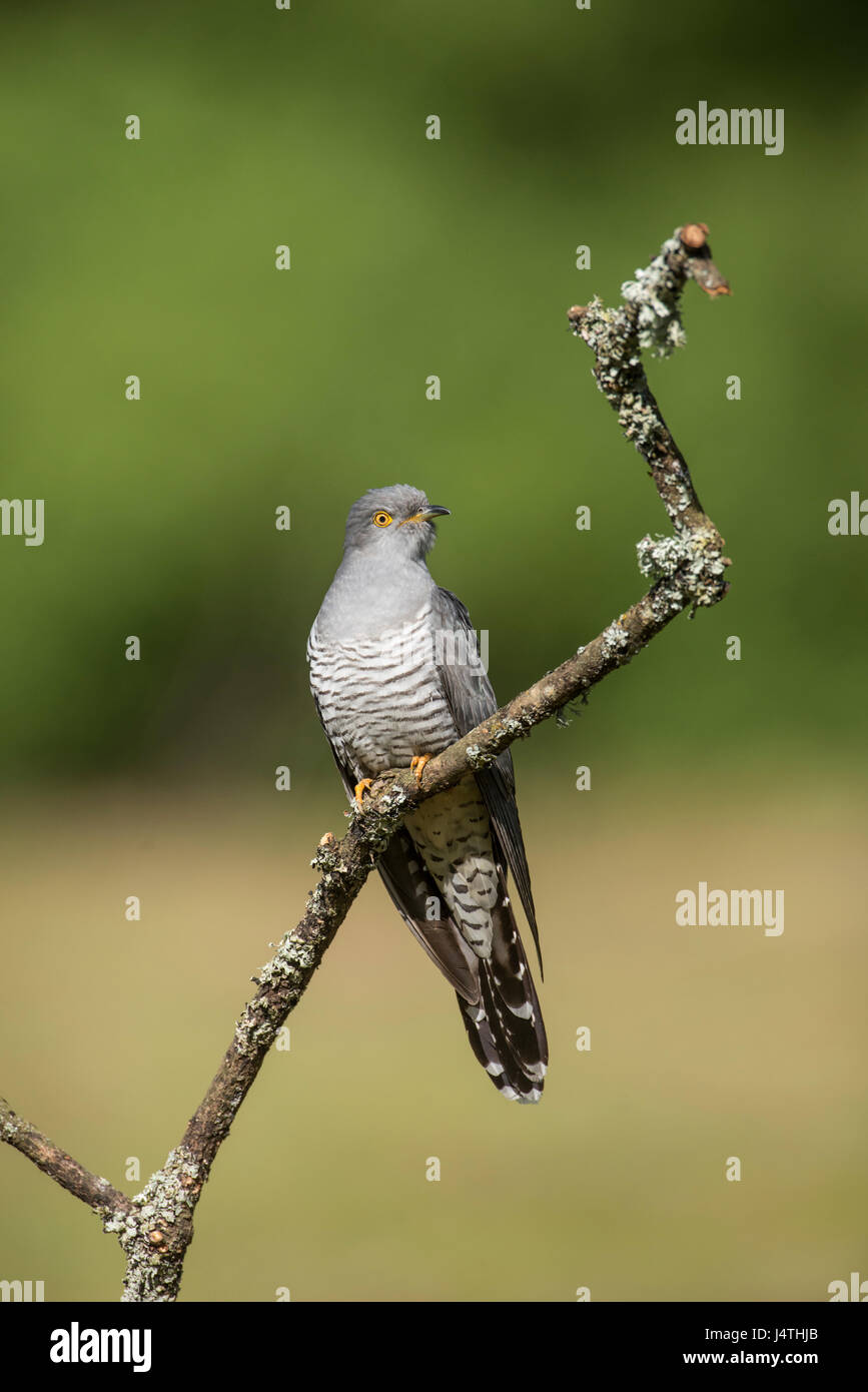 Common cuckoo (Cuculus canorus Stock Photo - Alamy