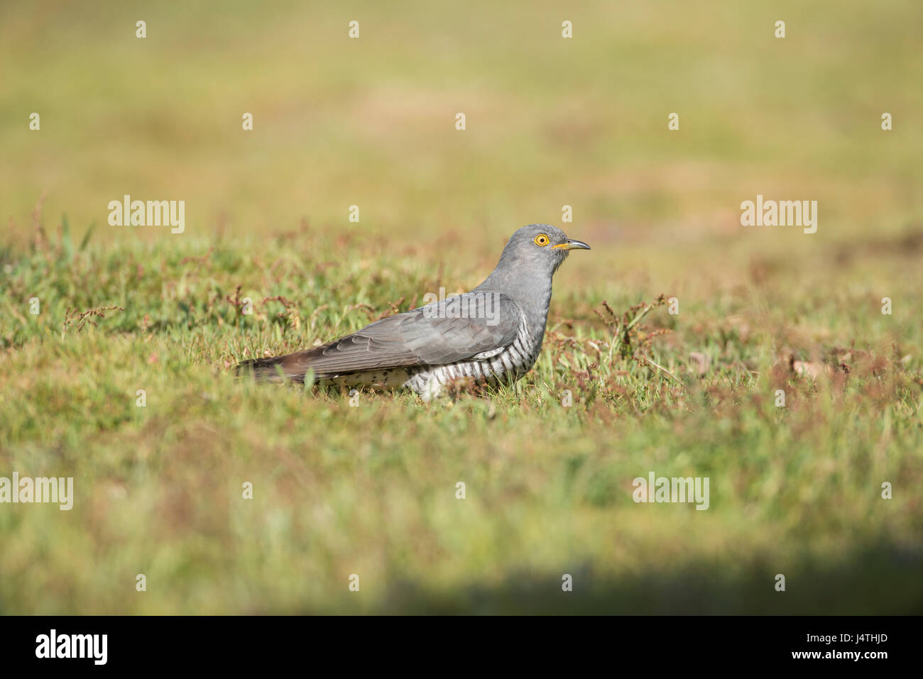Common cuckoo (Cuculus canorus) foraging on the ground for invertebrate ...