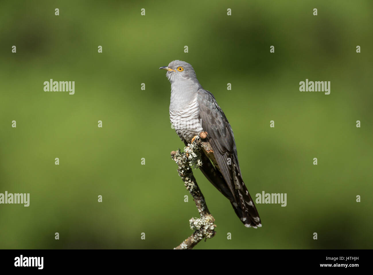 Common cuckoo (Cuculus canorus Stock Photo - Alamy