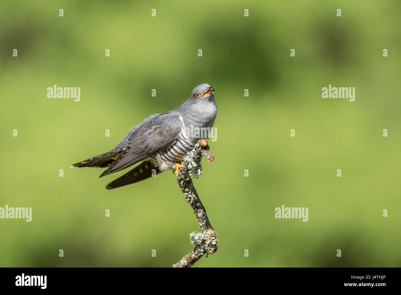 Common cuckoo (Cuculus canorus). This individual is in the process of ...