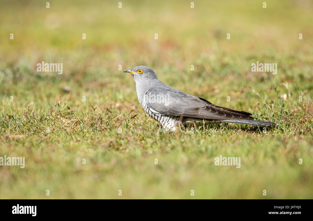 Common cuckoo (Cuculus canorus) foraging on the ground for invertebrate ...