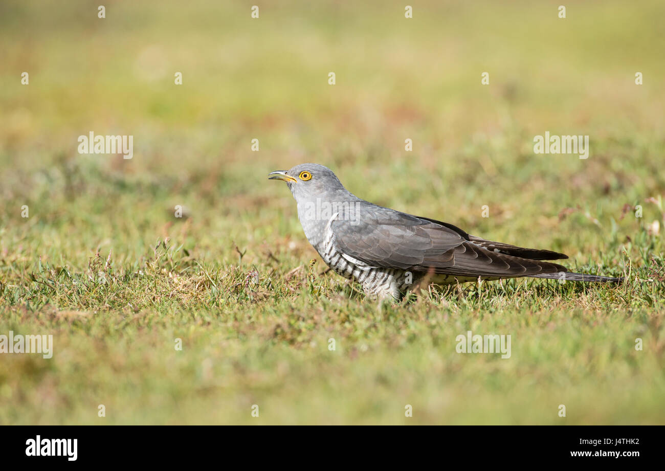 Common cuckoo (Cuculus canorus) foraging on the ground for invertebrate ...