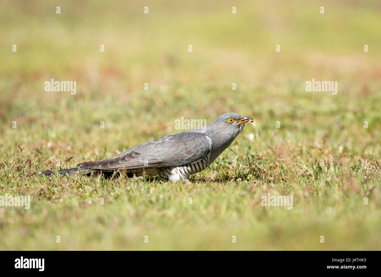 Common cuckoo (Cuculus canorus) foraging on the ground for invertebrate ...