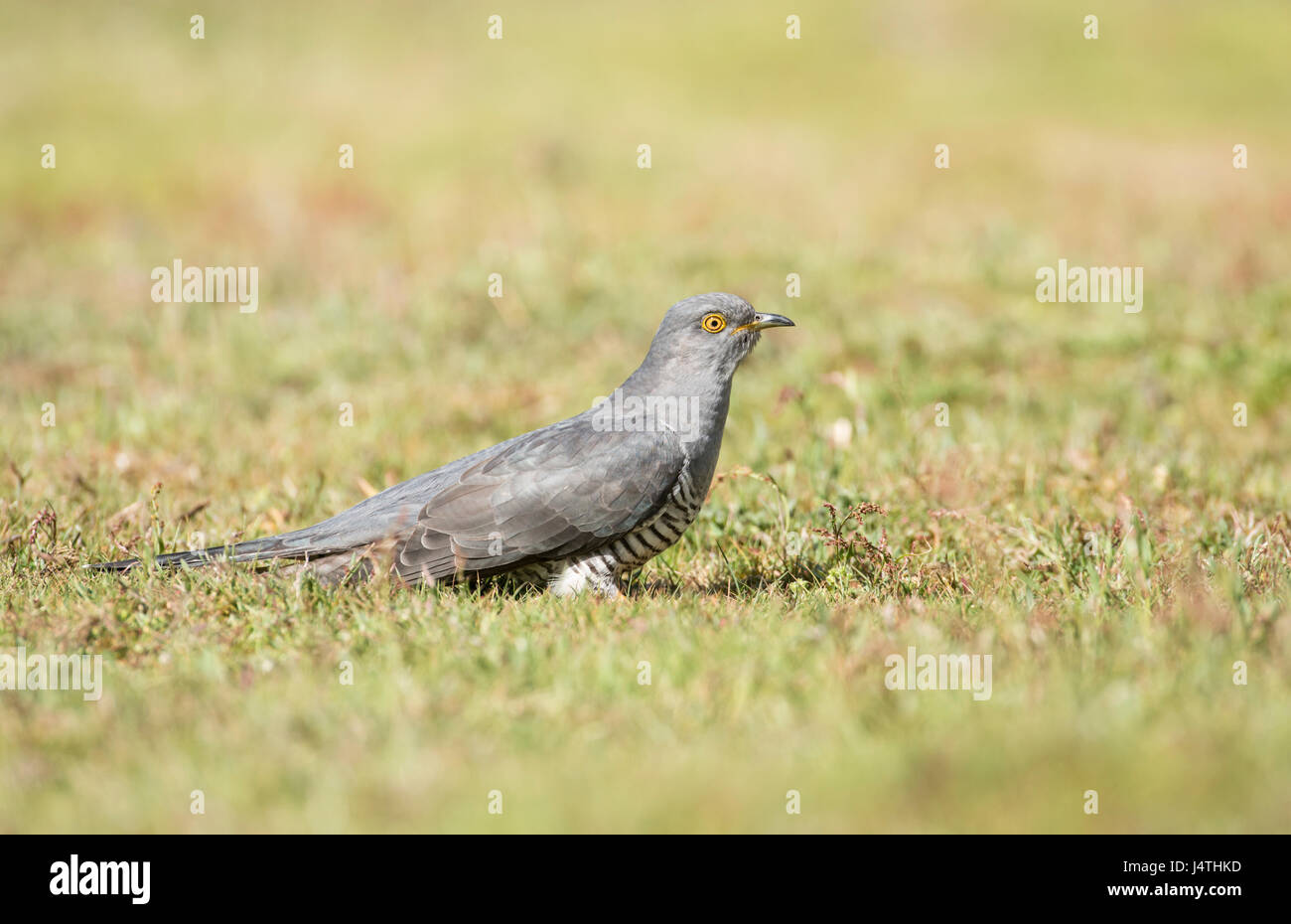 Common cuckoo (Cuculus canorus) foraging on the ground for invertebrate ...