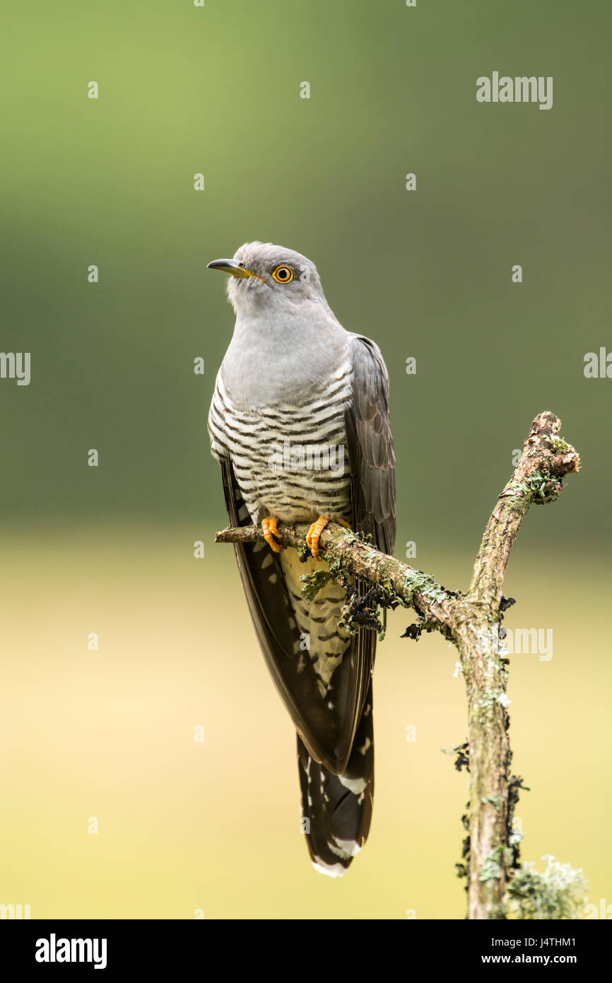 Common cuckoo (Cuculus canorus Stock Photo - Alamy