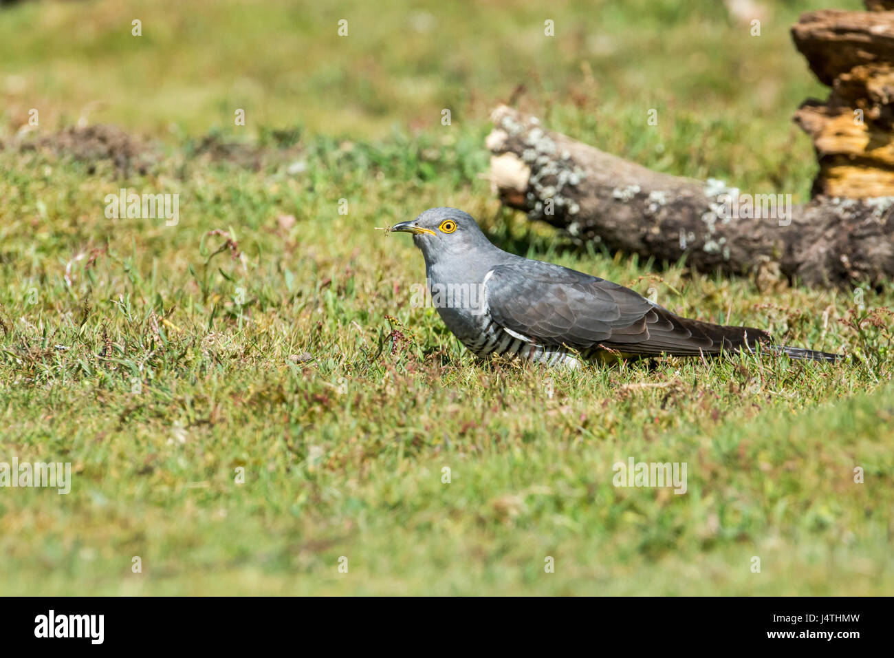 Common cuckoo (Cuculus canorus) foraging on the ground for invertebrate ...