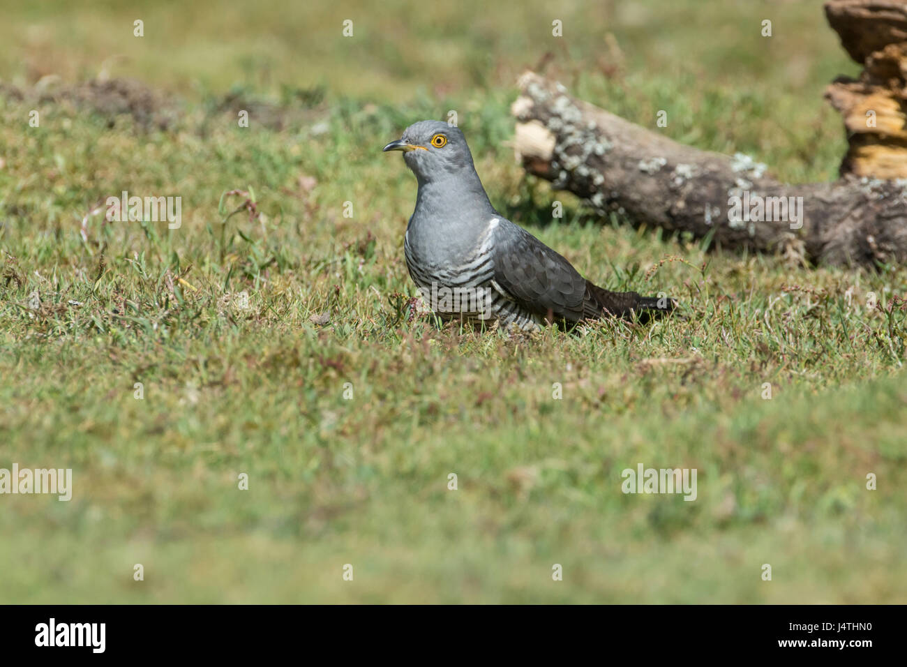 Common cuckoo (Cuculus canorus) foraging on the ground for invertebrate ...