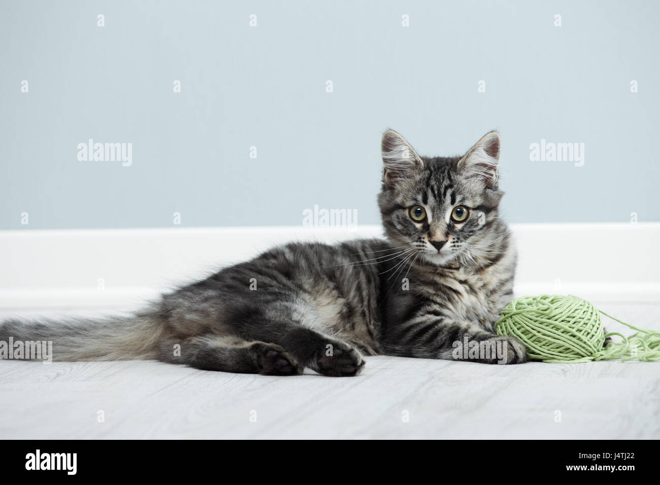 Funny cat playing ball wool yarn hi-res stock photography and images ...