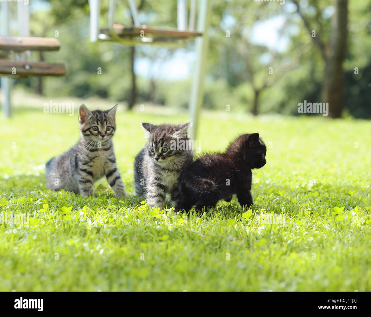 Tabby kittens playing garden hi-res stock photography and images - Alamy